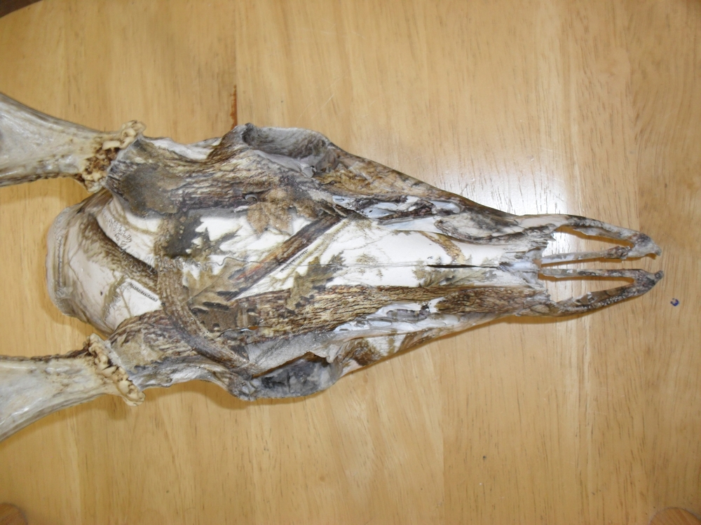 Wisconsin Taxidermy Skull Cleaning at Al's Taxidermy Studio and ...